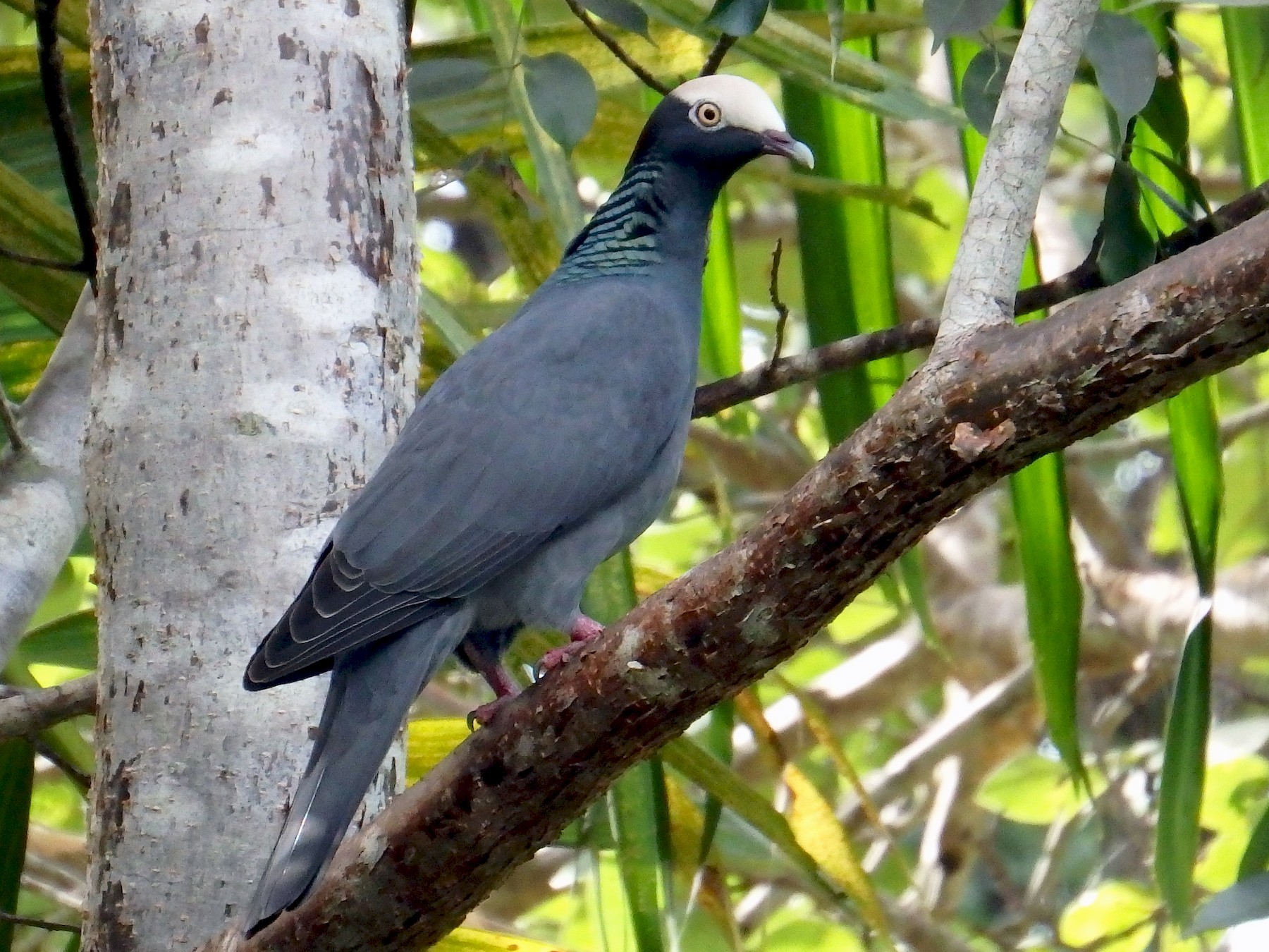 White-crowned Pigeon - eBird