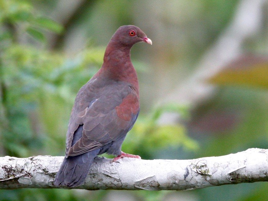 Red-billed Pigeon - eBird