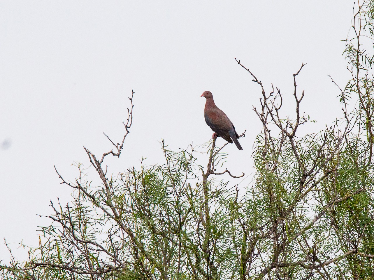Red-billed Pigeon - eBird