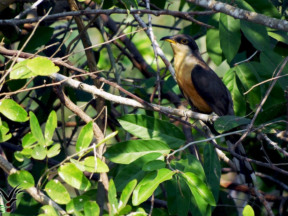 Mangrove Cuckoo - eBird