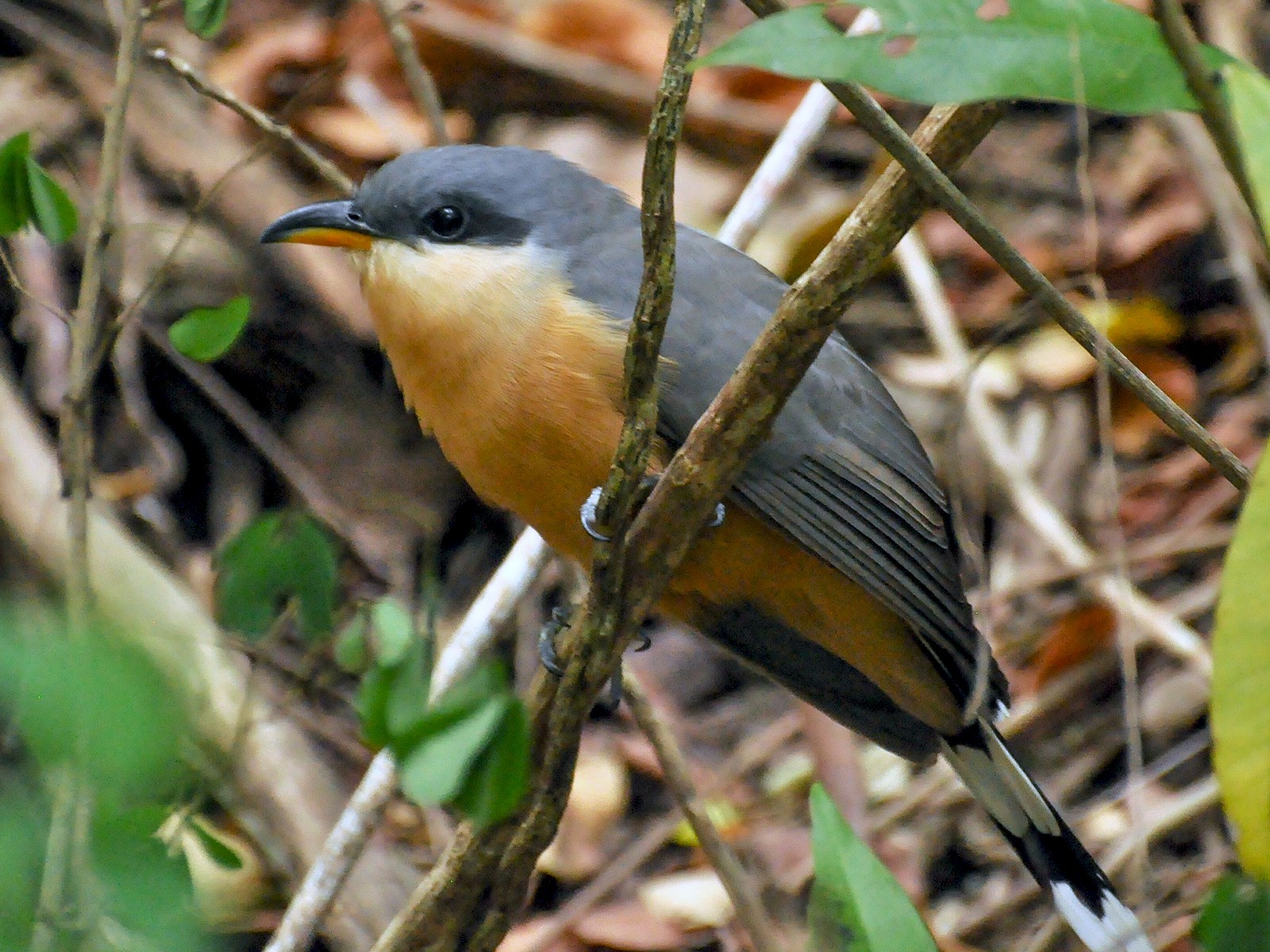 Cuclillo de Manglar - eBird