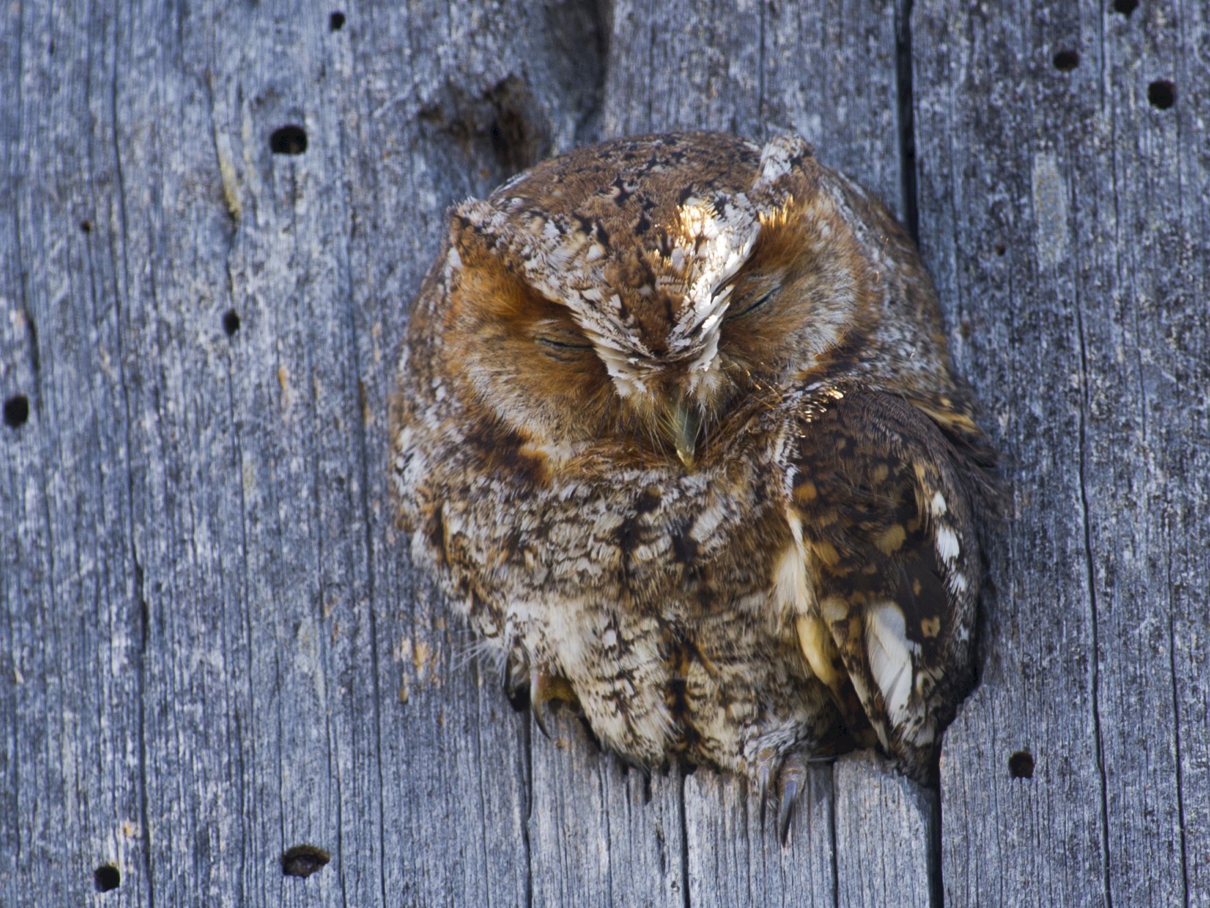 Flammulated Owl - eBird