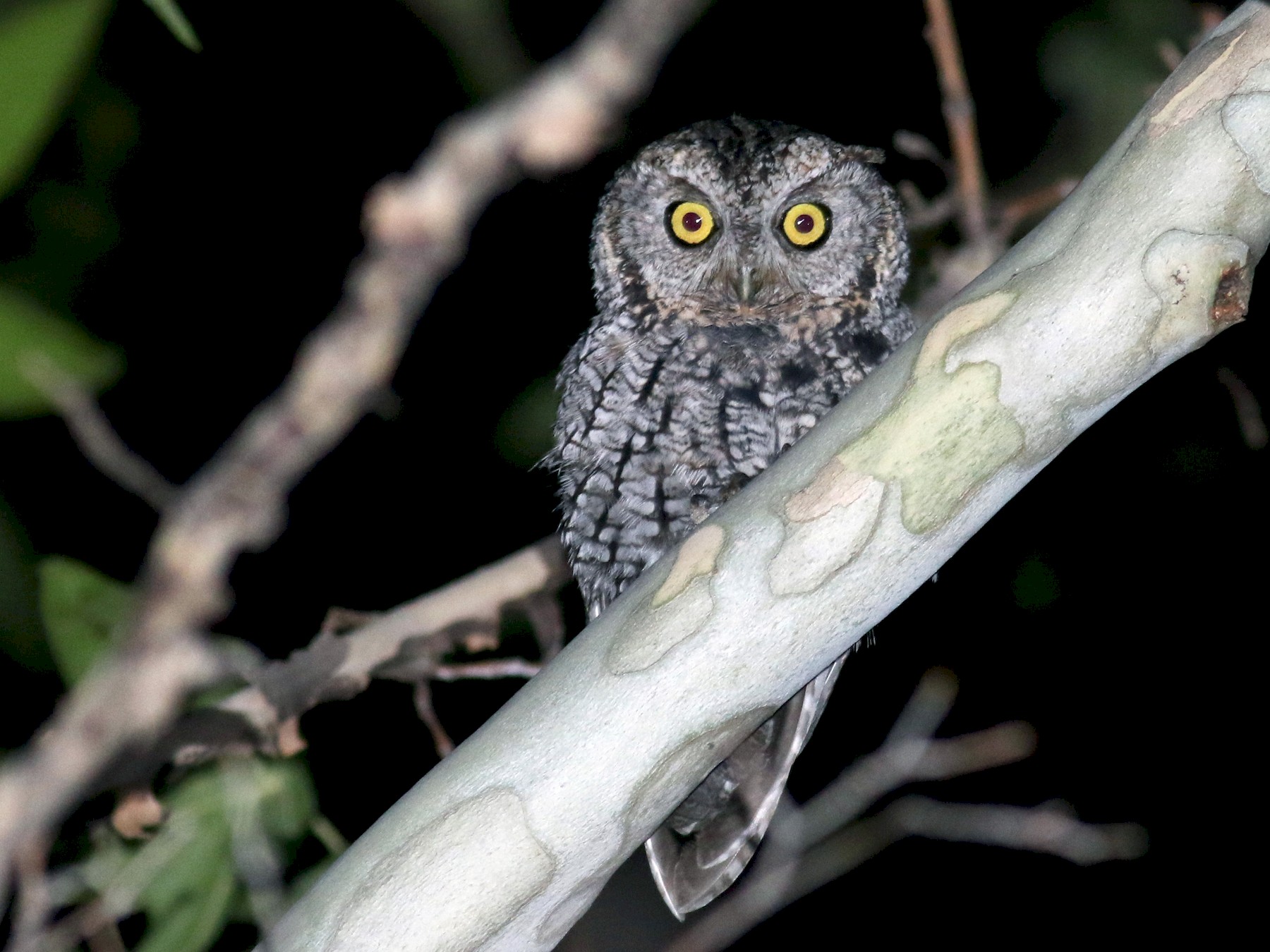 Whiskered Screech-Owl - eBird