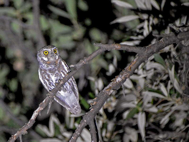 Elf Owl - eBird