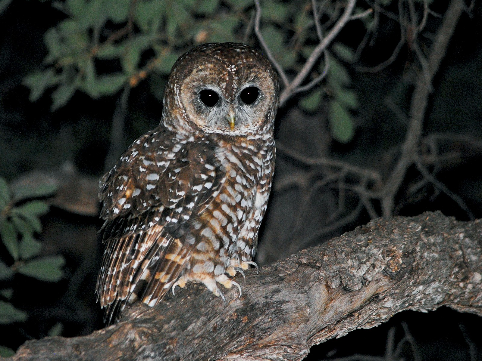 Spotted Owl - eBird