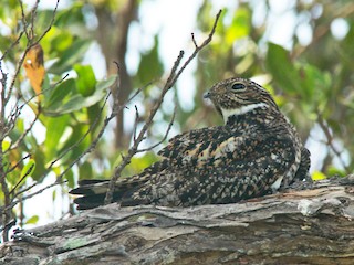 Antillean Nighthawk - eBird