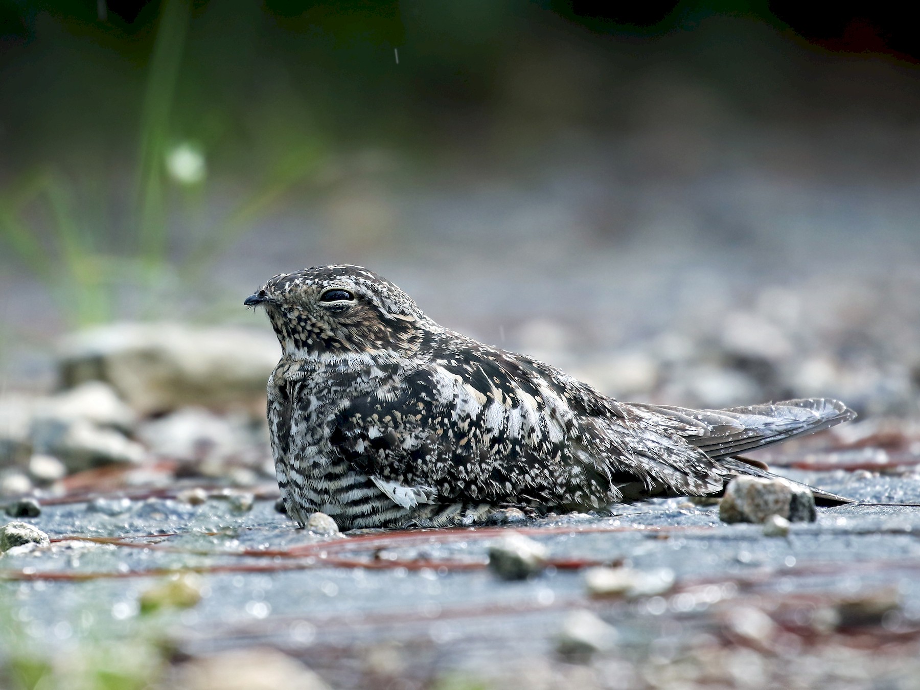 Antillean Nighthawk - eBird