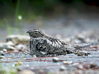 Antillean Nighthawk - eBird