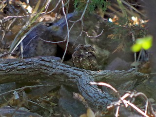 Tapacaminos Cuerporruín Mexicano - eBird