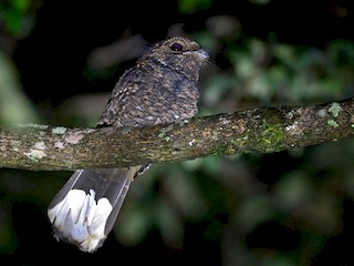 Tapacaminos Cuerporruín Mexicano - eBird