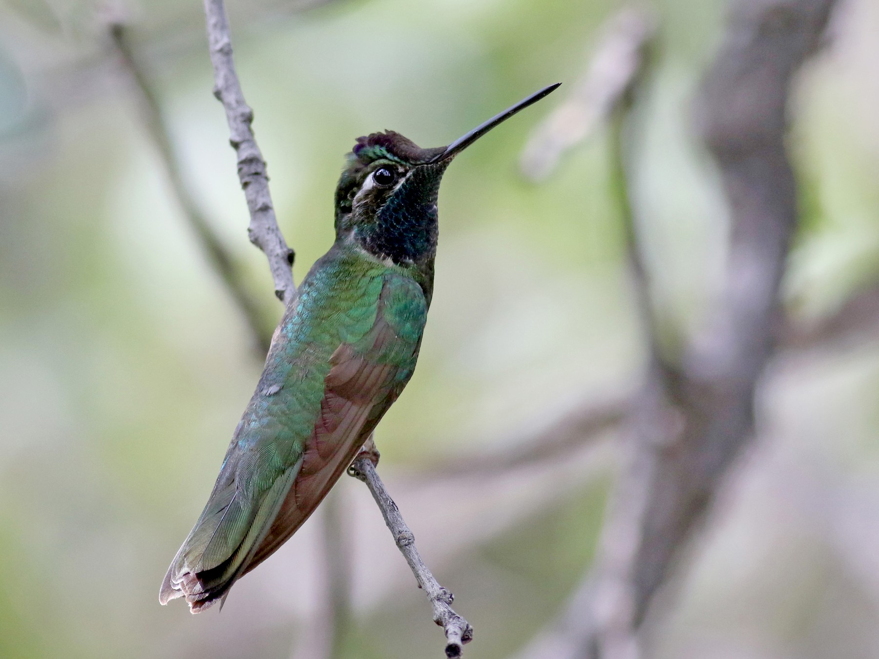 Rivoli's Hummingbird - eBird