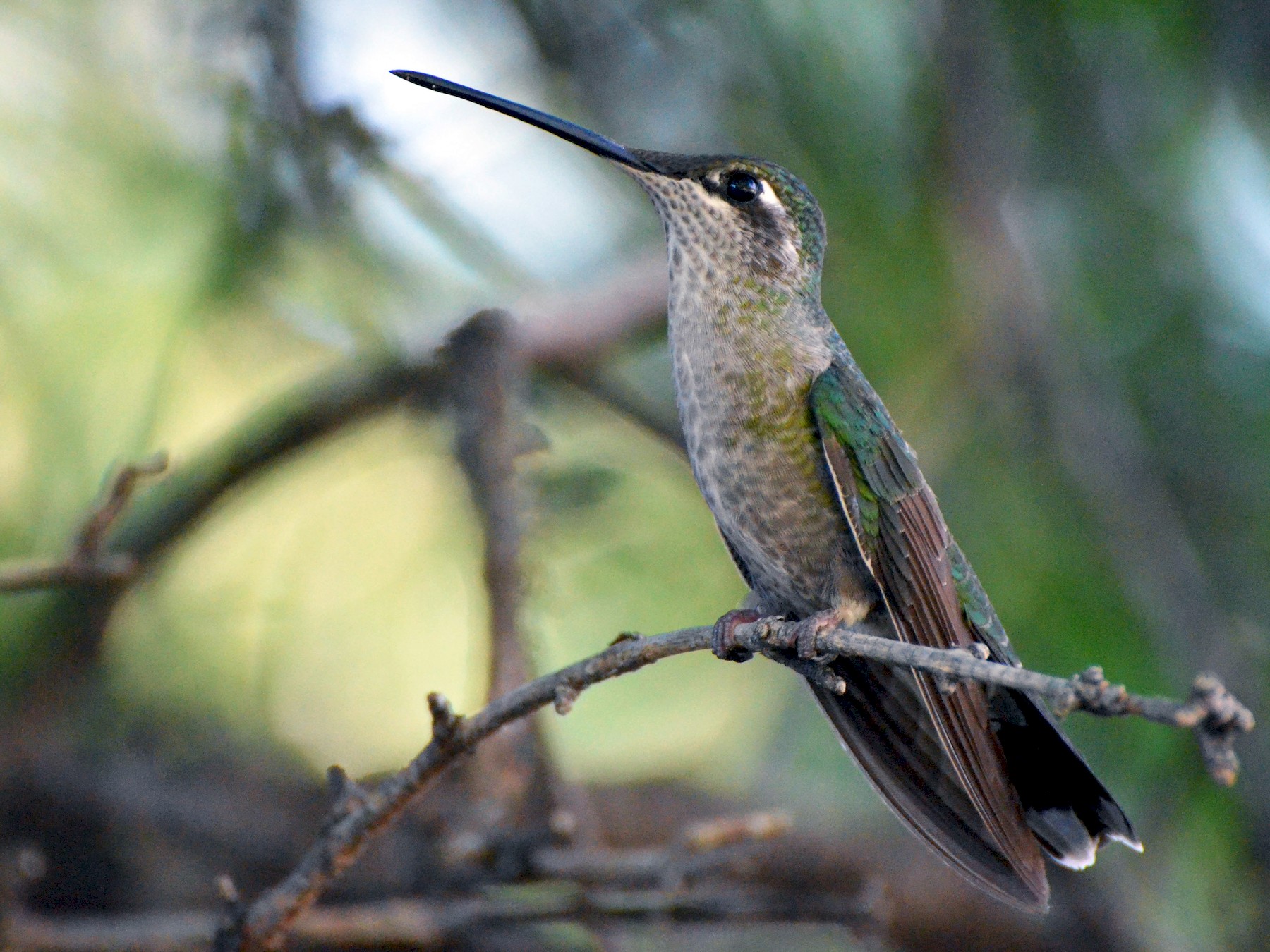Rivoli's Hummingbird - eBird