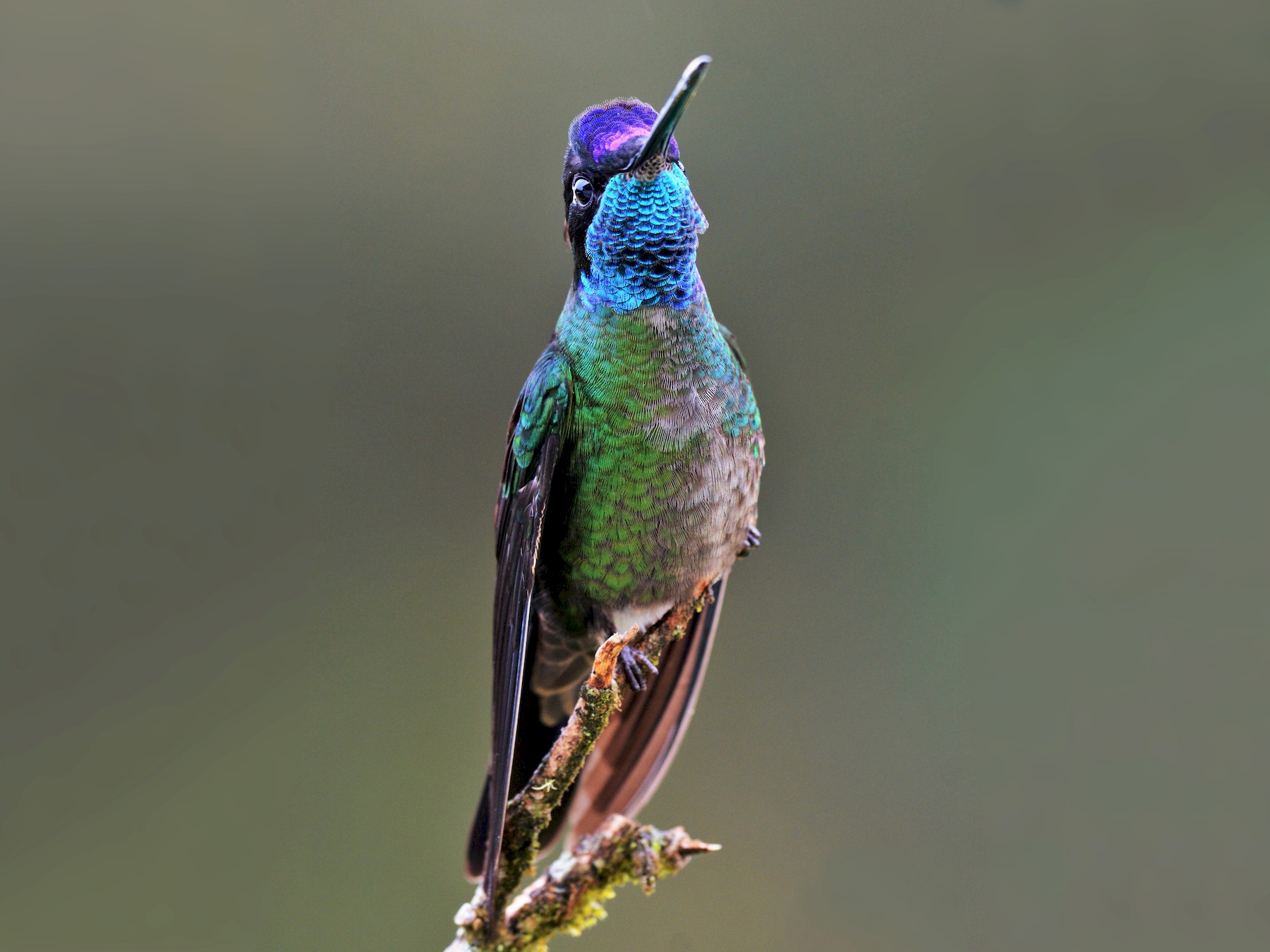 Talamanca Hummingbird - eBird