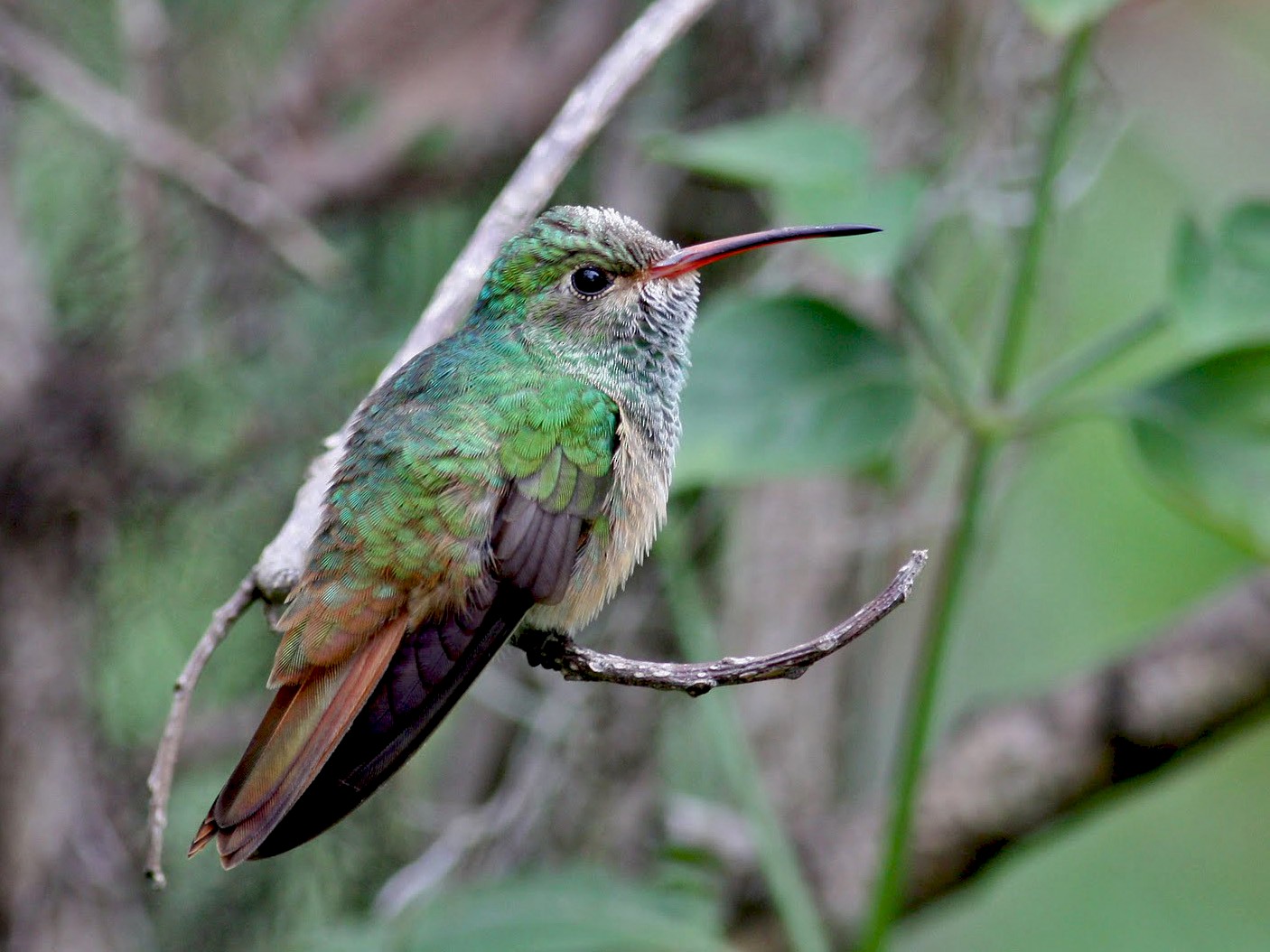 Buff-bellied Hummingbird - eBird