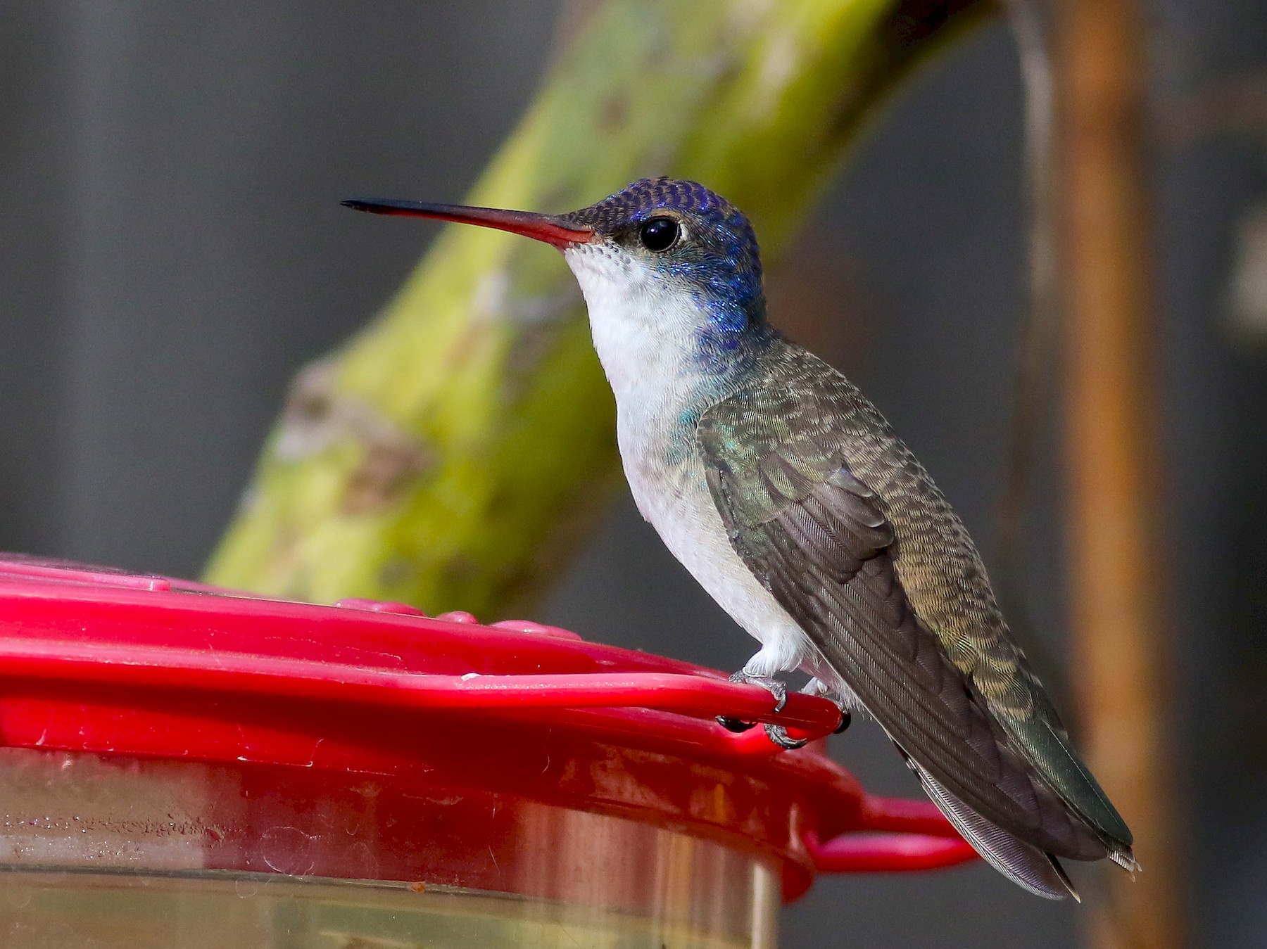 Colibrí Corona Violeta - eBird