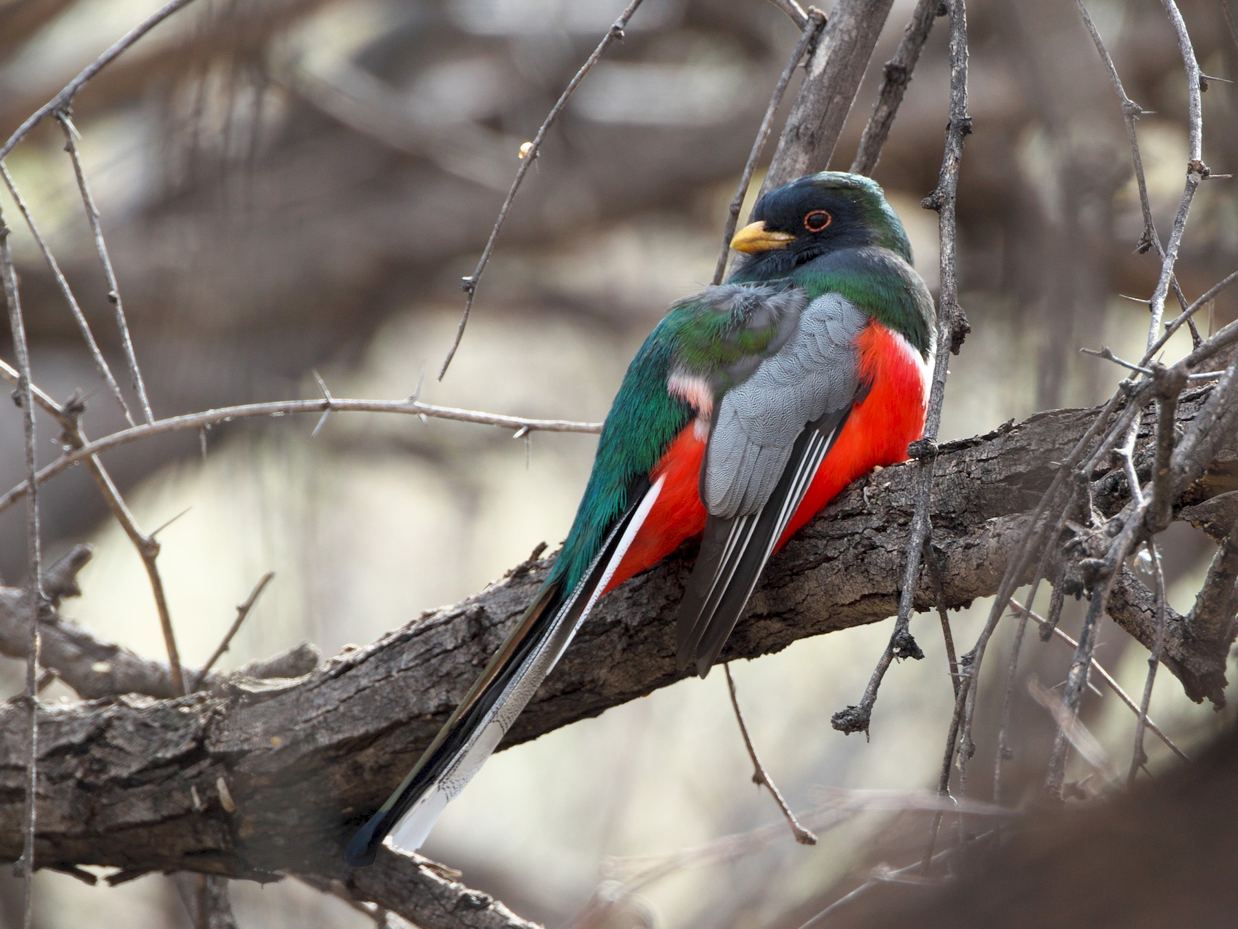 Elegant Trogon - eBird