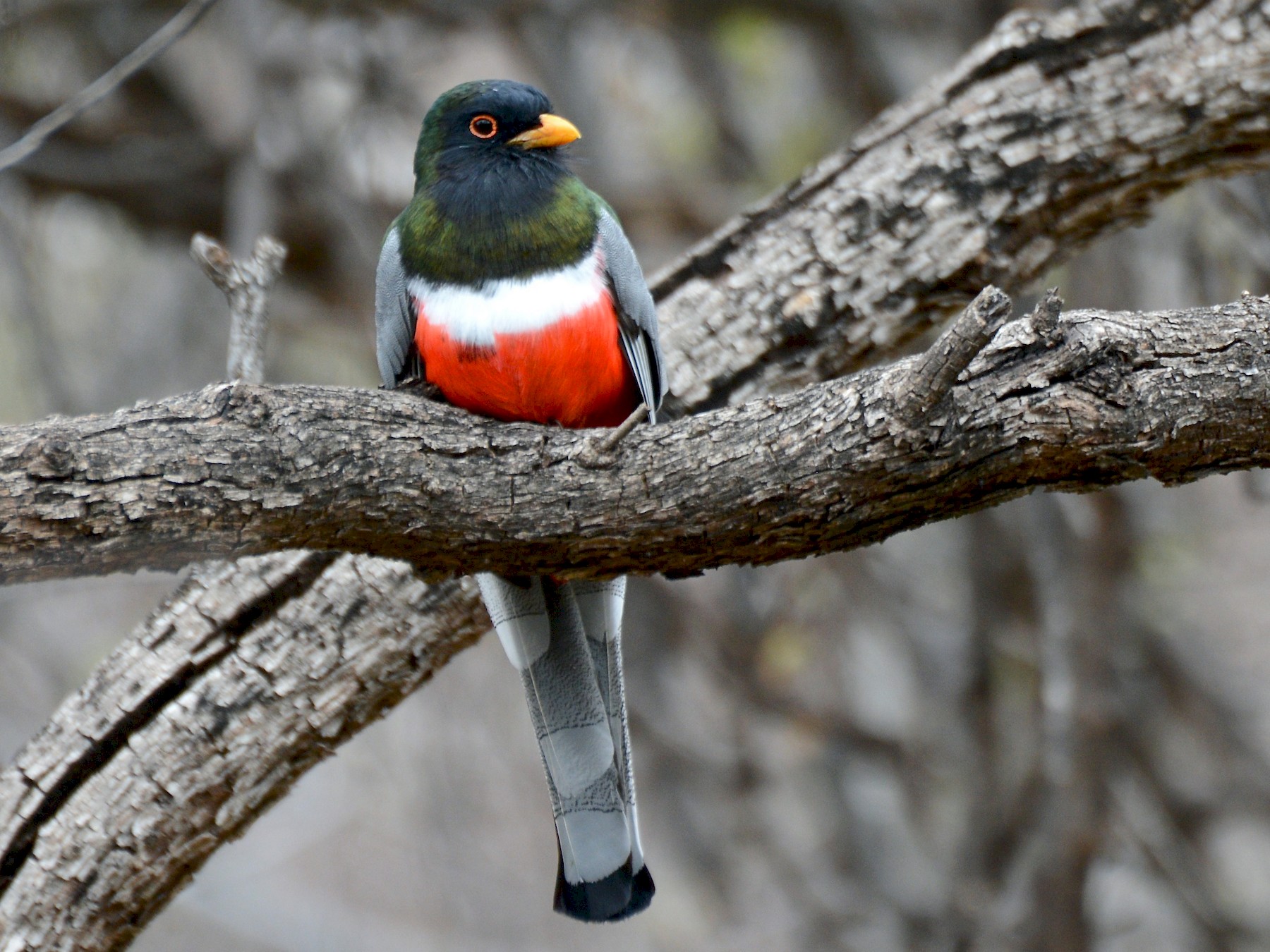 Elegant Trogon - eBird