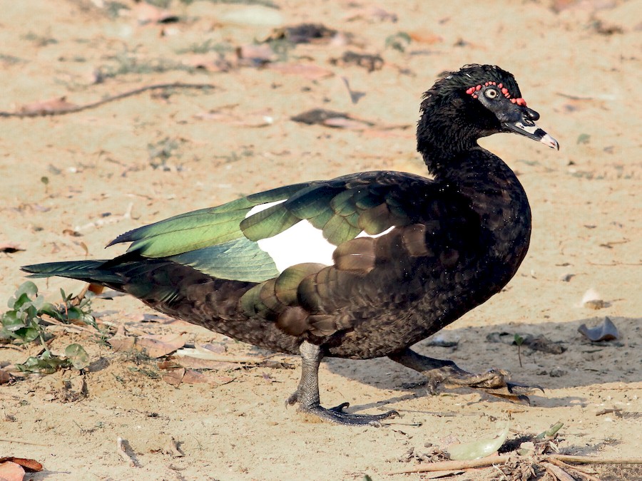 Pato Criollo - eBird