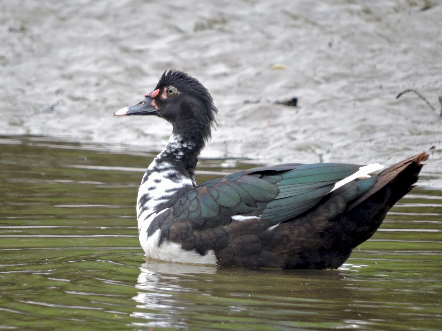 Muscovy Duck - eBird
