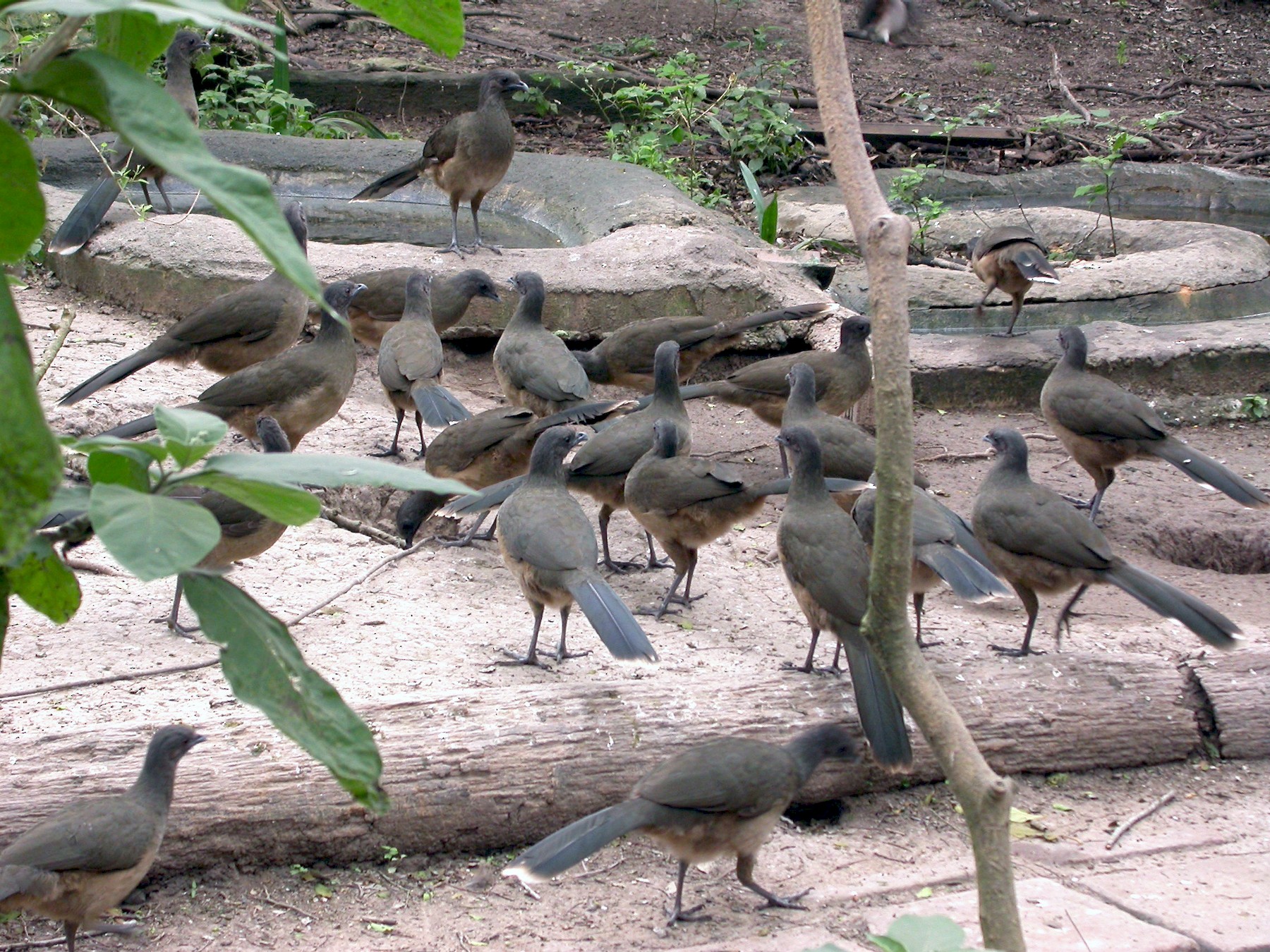 Plain Chachalaca - eBird