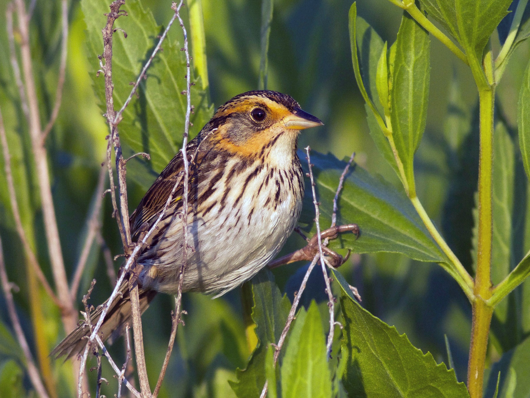Saltmarsh Sparrow - eBird