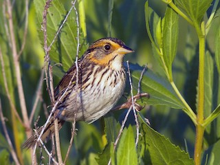 Saltmarsh Sparrow - eBird