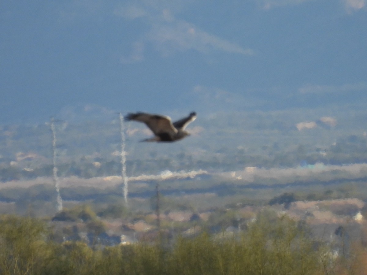 eBird Checklist - 16 Jan 2022 - Rough-legged Hawk stakeout - 9 species