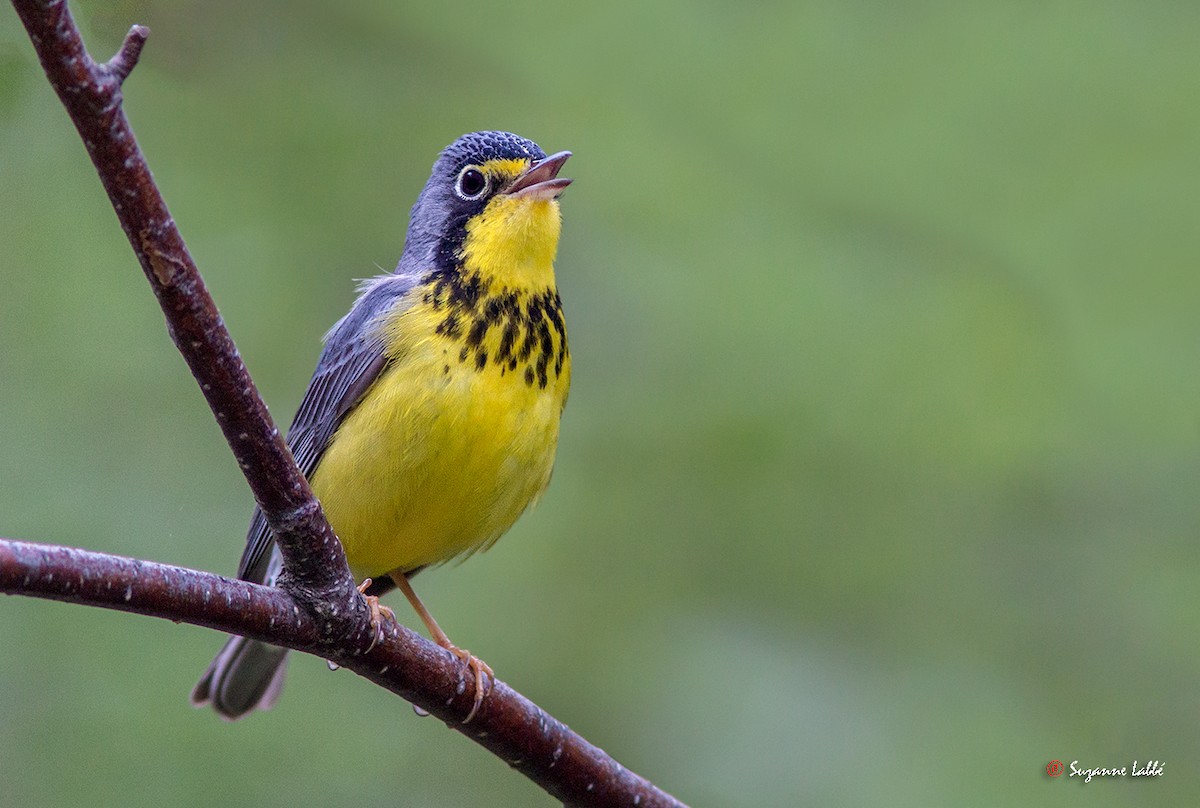Introduction à eBird - eBird