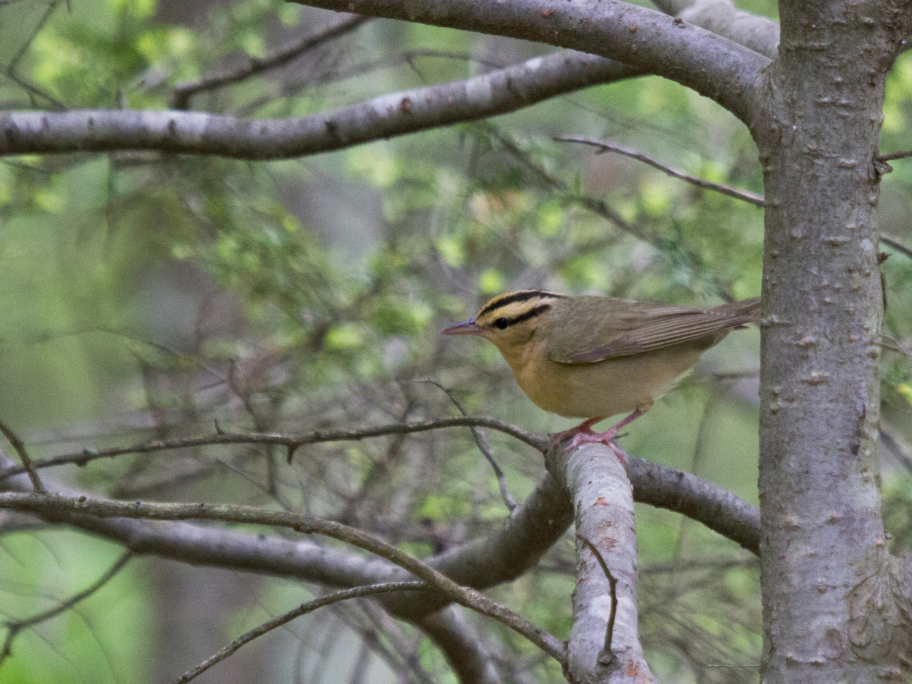 Worm-eating Warbler - eBird