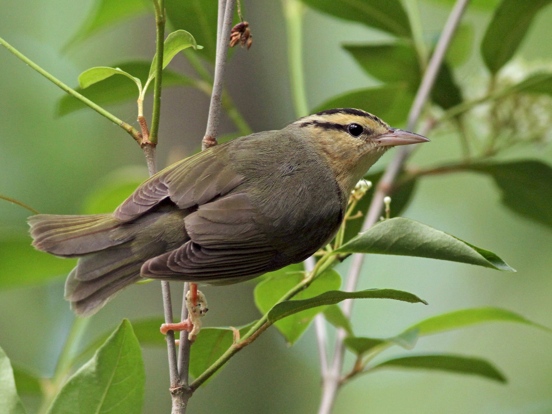 Worm-eating Warbler - eBird