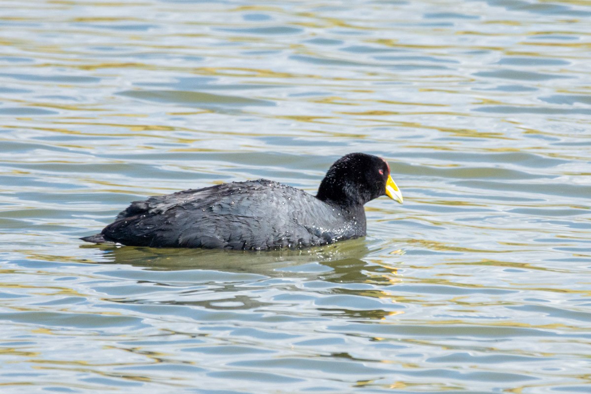 ML406571011 Slate-colored Coot Macaulay Library