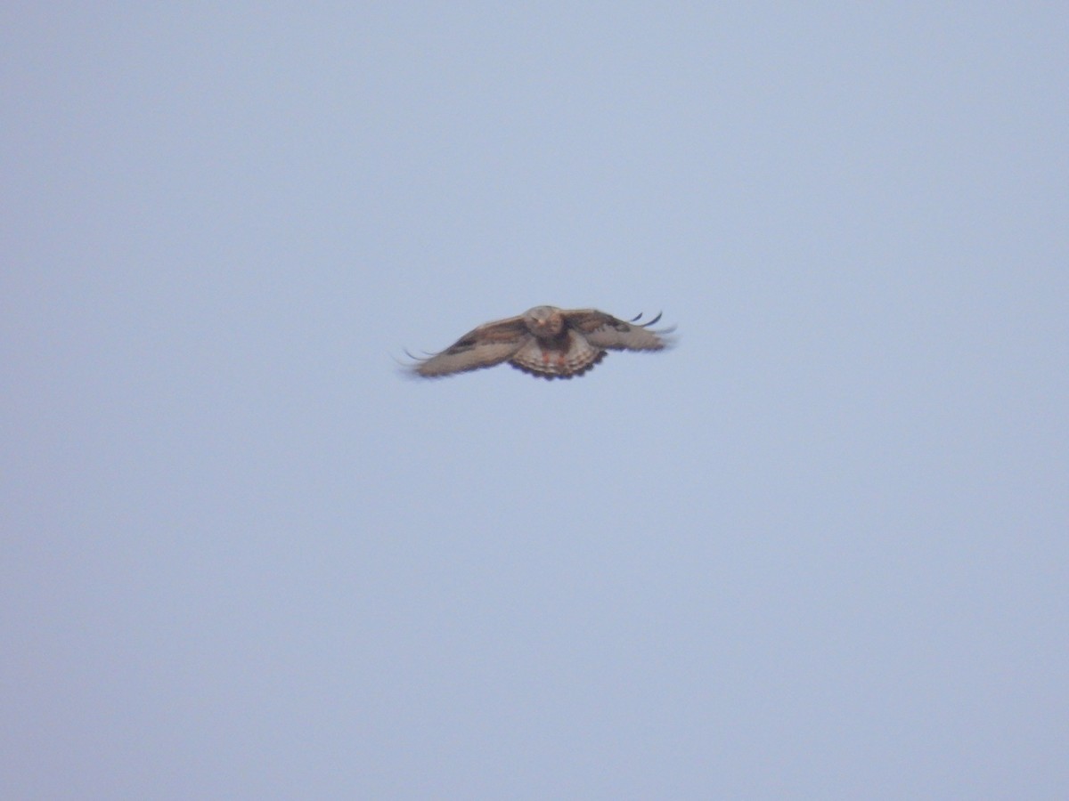 eBird Checklist - 16 Jan 2022 - Cochrane Grand Valley Road - 1 species