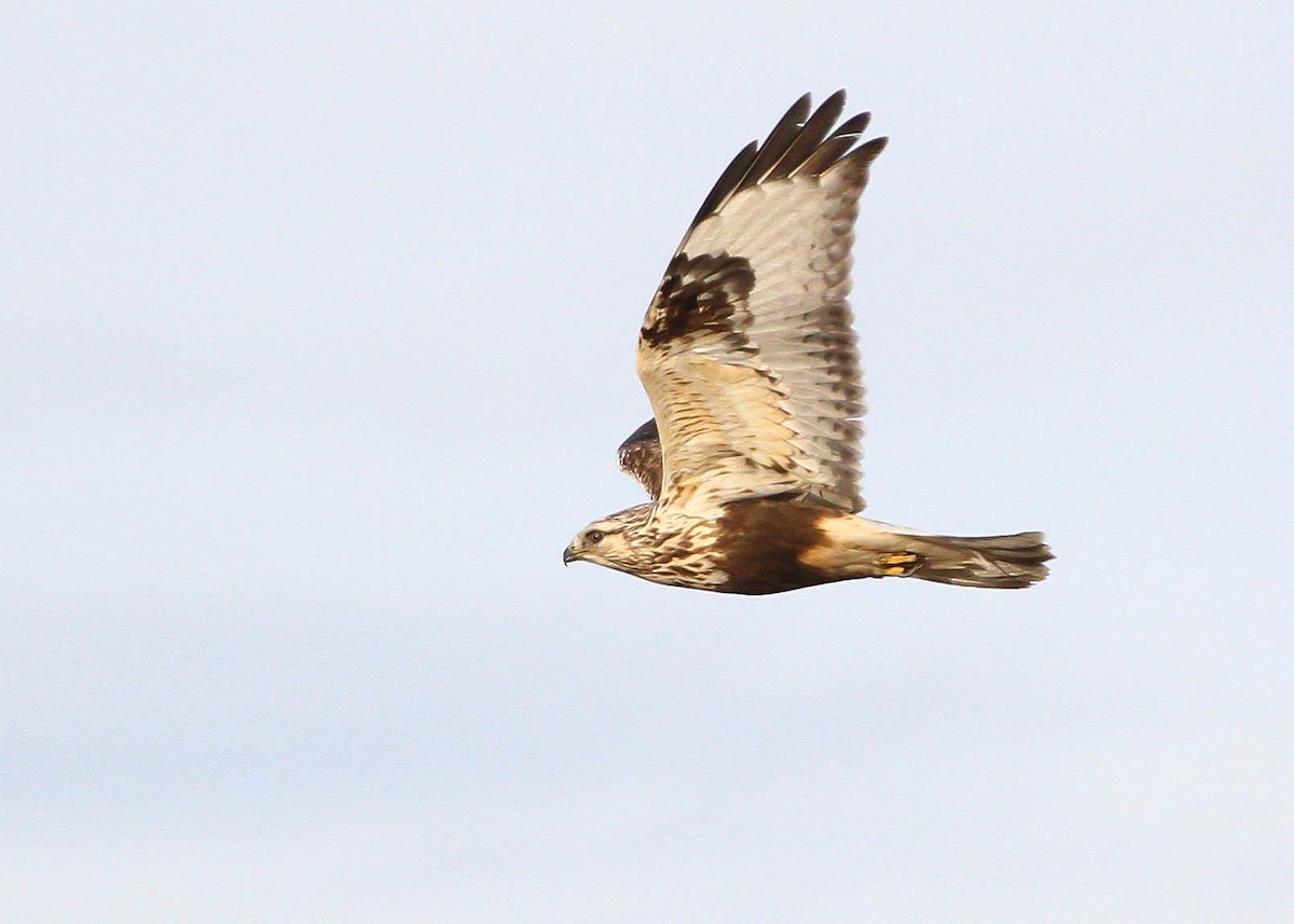 eBird Checklist - 16 Jan 2022 - stakeout Rough-legged Hawk, Queen Creek ...