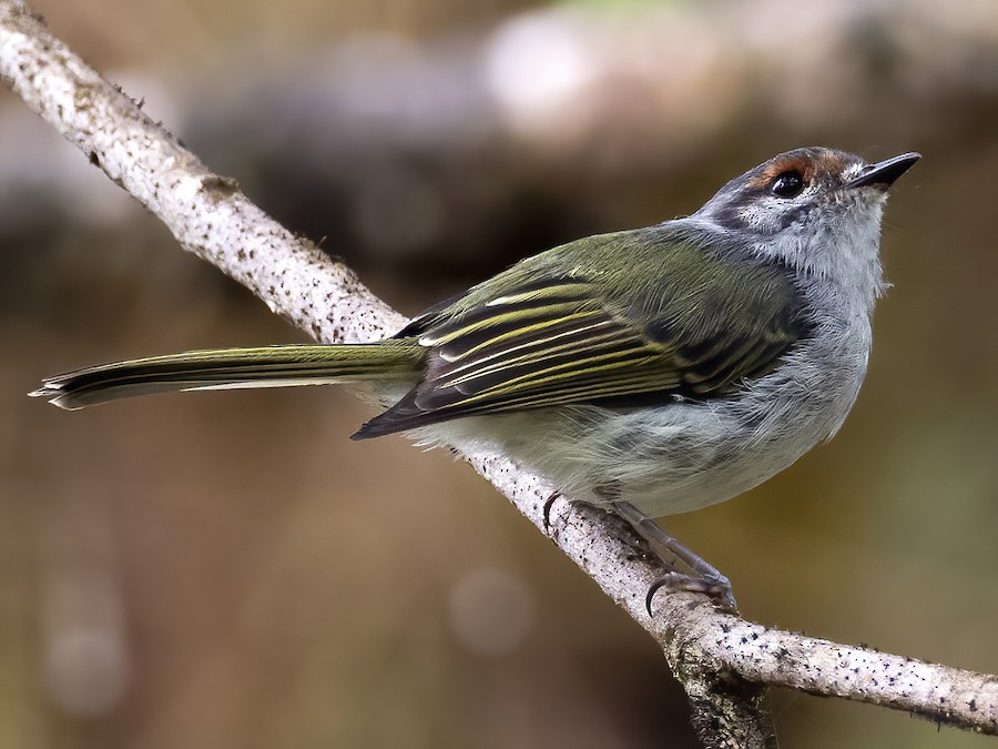 Rufous-browed Tyrannulet - eBird