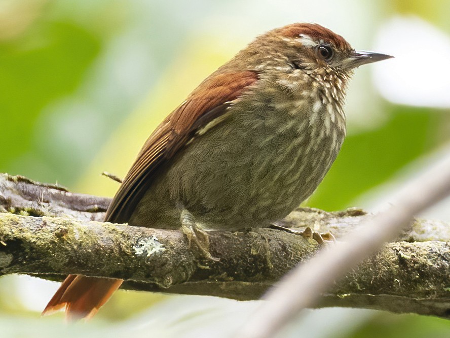 Spectacled Prickletail - eBird