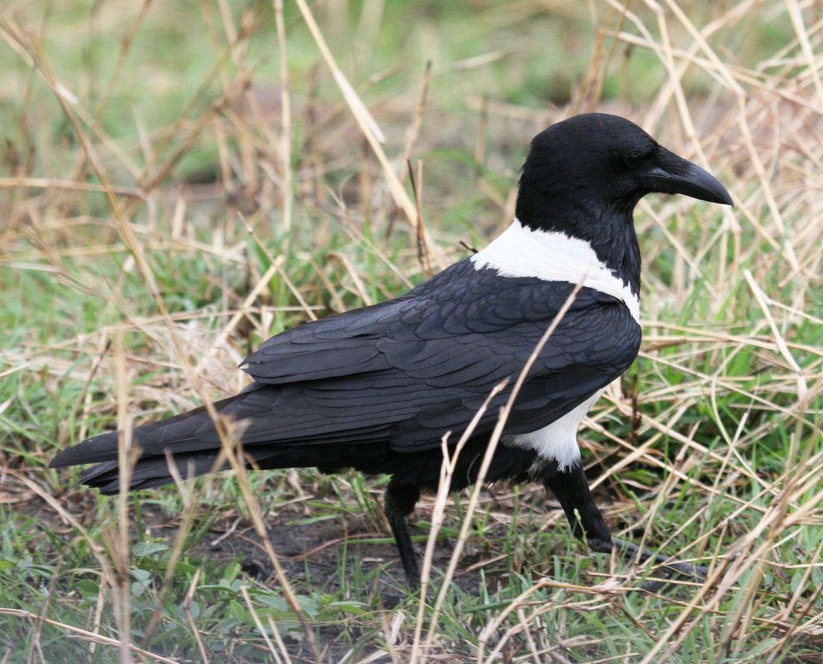 eBird Checklist - 24 Sep 2011 - **DO NOT USE** Hluhluwe-Imfolozi GR ...