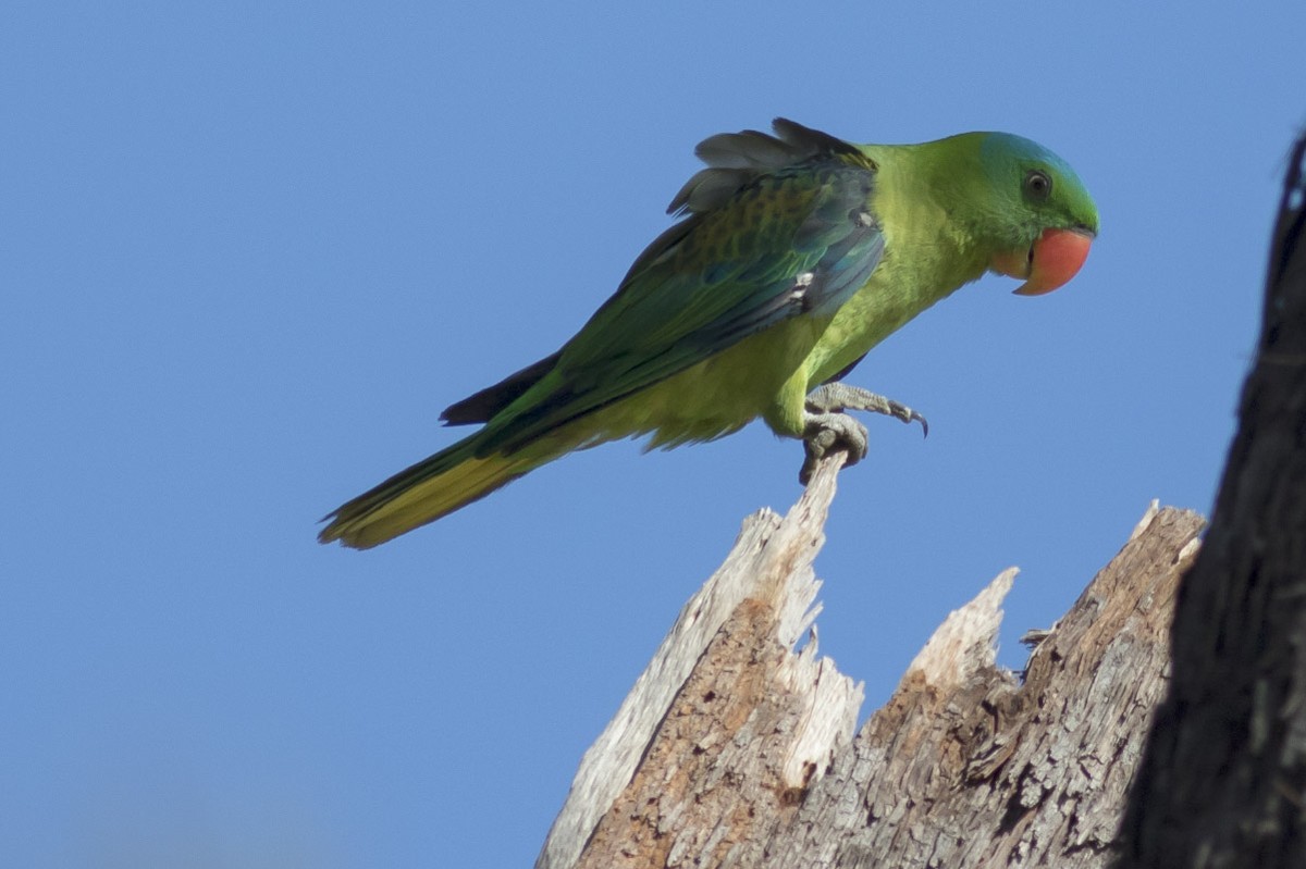 Blue-naped Parrot - Tanygnathus lucionensis - Birds of the World