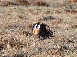Gunnison Sage-Grouse - eBird