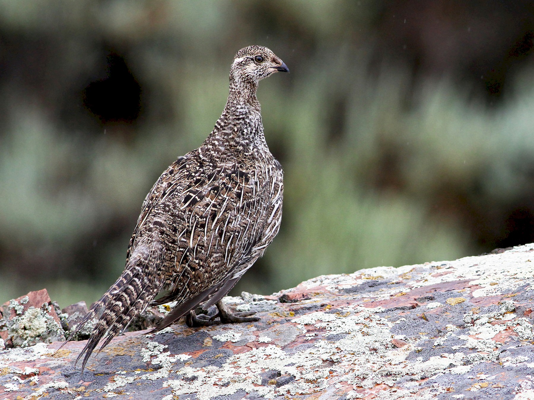 Gunnison Sage-Grouse - eBird