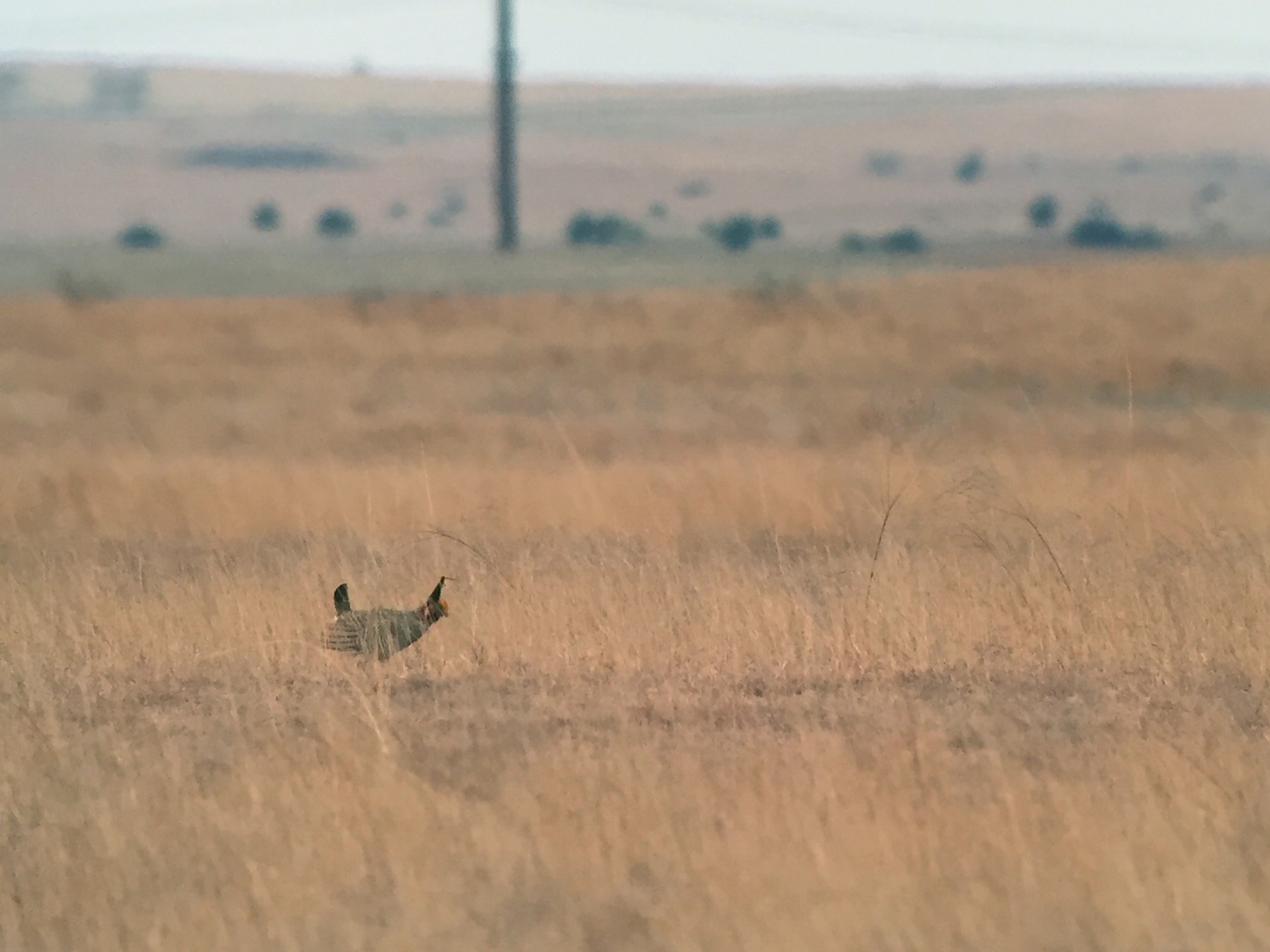 Gallo de las praderas chico - eBird