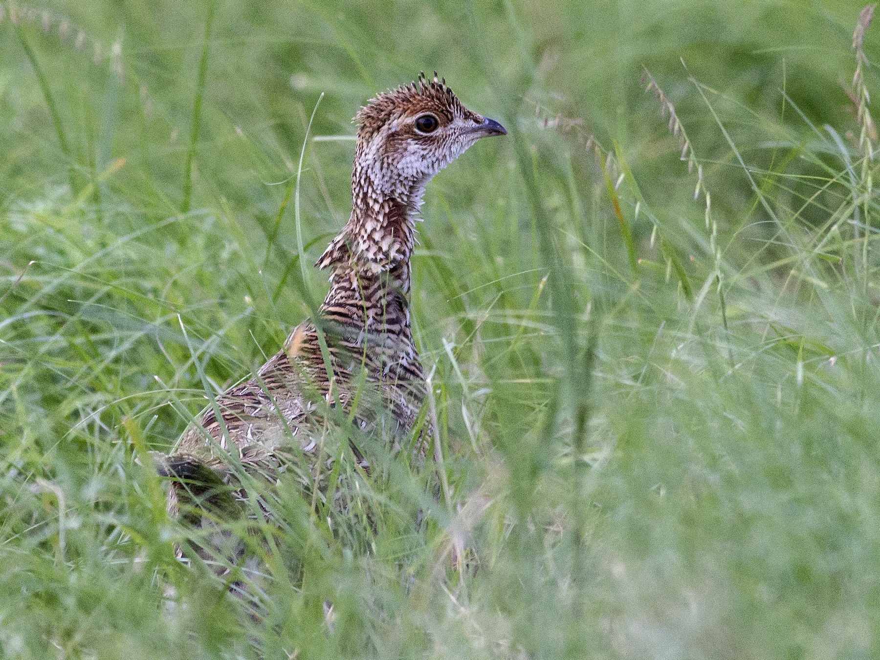 Lesser Prairie Chicken