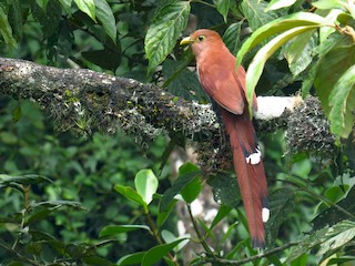 Common Squirrel-Cuckoo - eBird