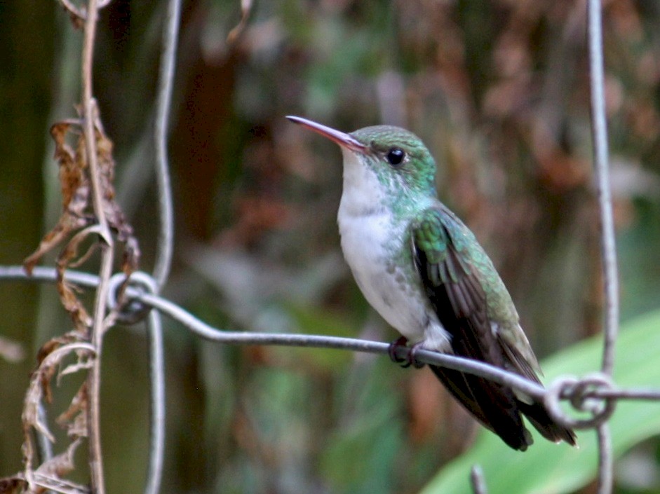 White-bellied Emerald - eBird