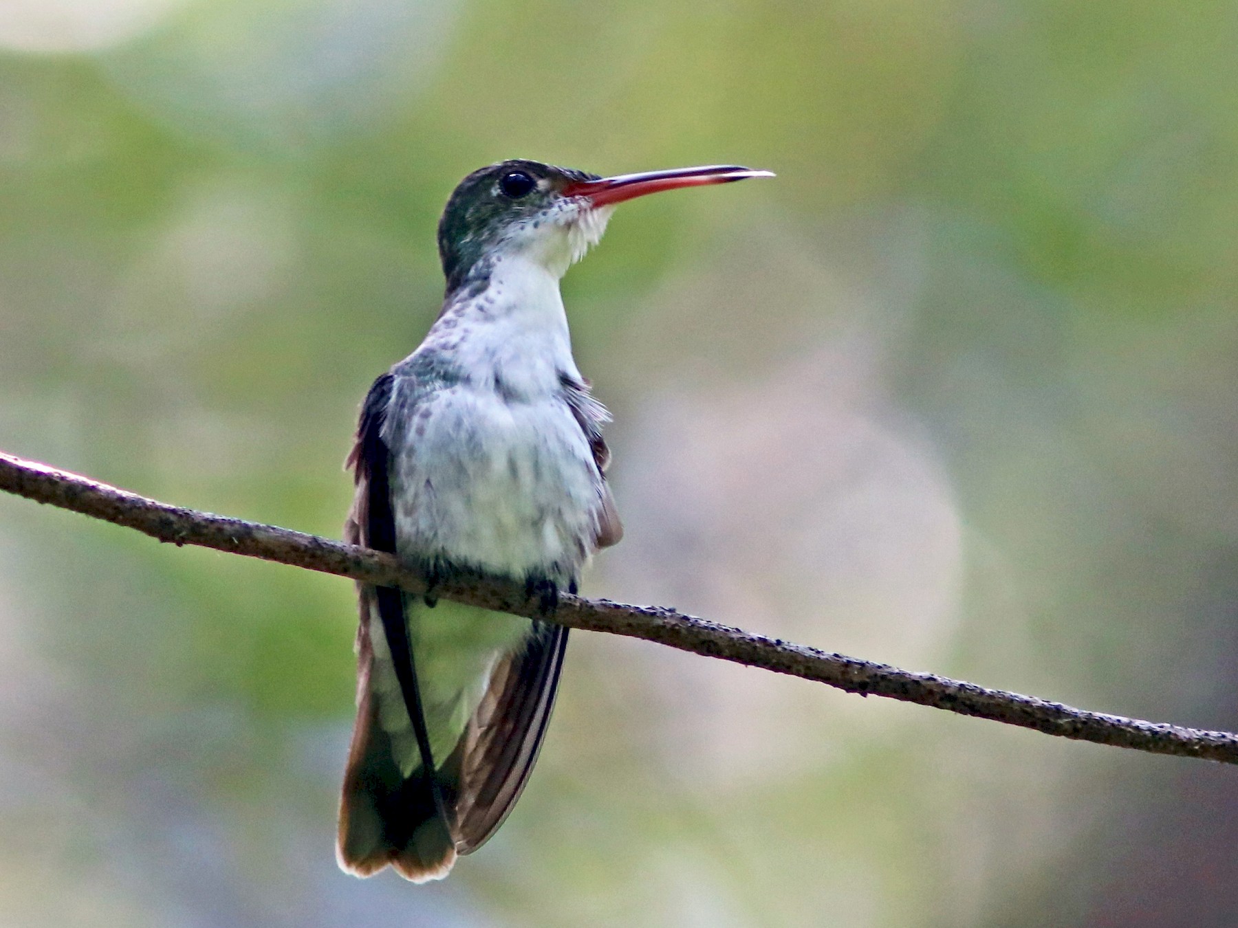 White-bellied Emerald - eBird