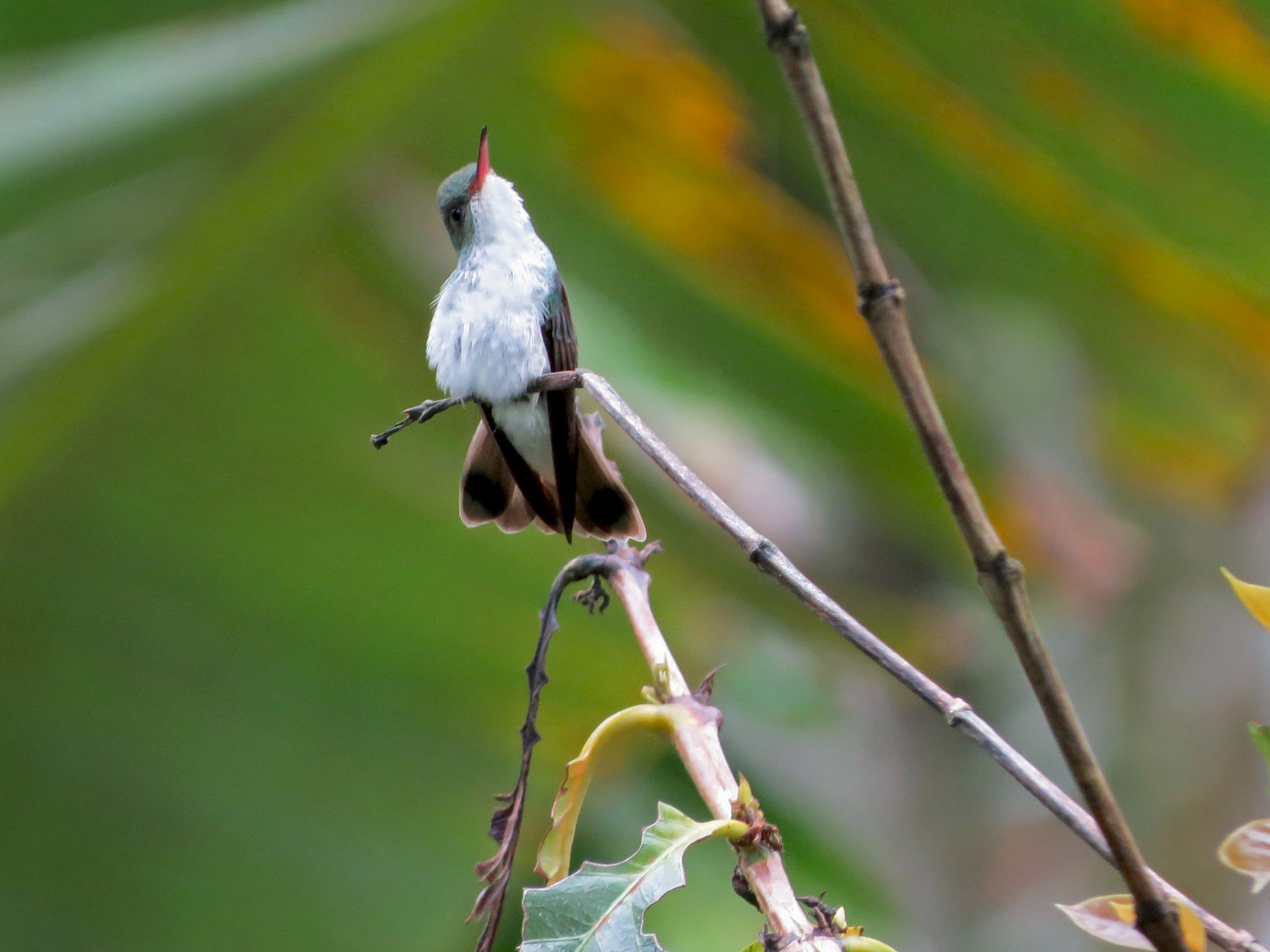 White-bellied Emerald - eBird