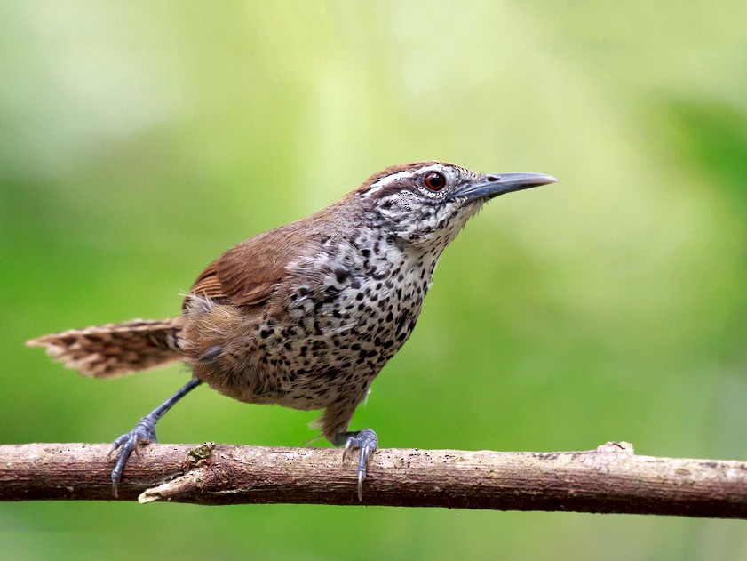 Spot-breasted Wren - Pheugopedius maculipectus - Birds of the World