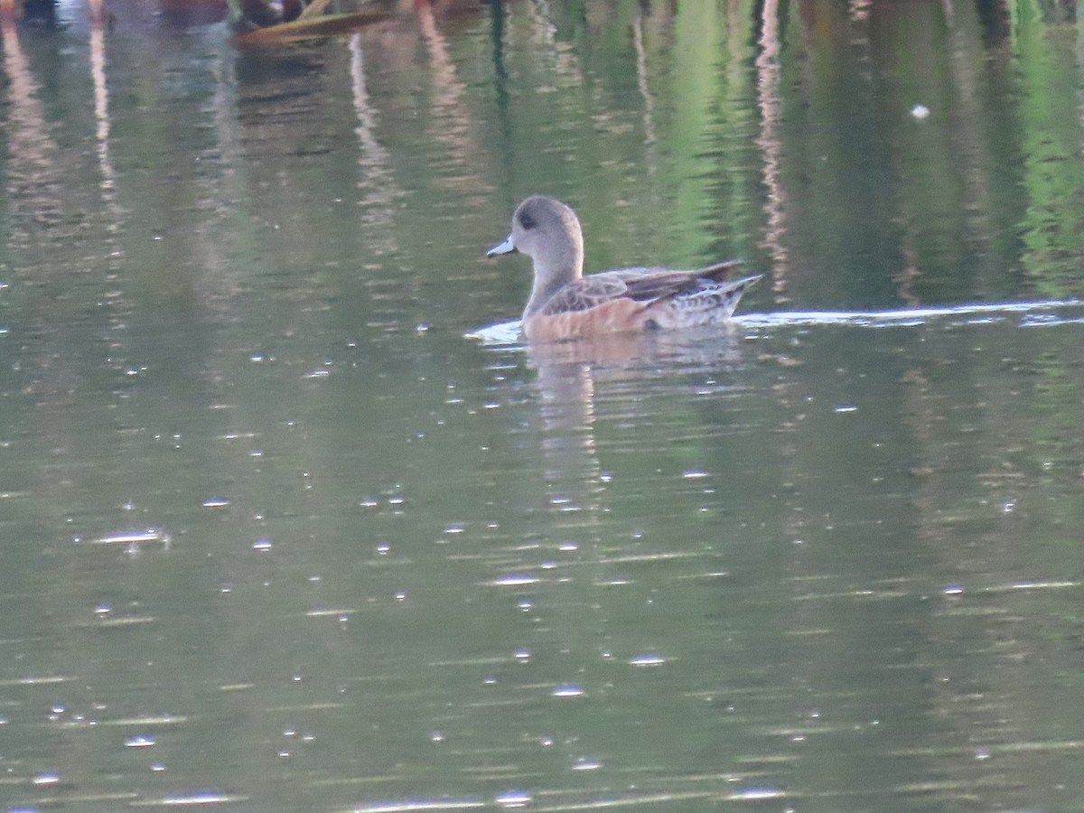 eBird Checklist - 17 Jan 2022 - Tres Rios Overbank Wetlands (permit ...