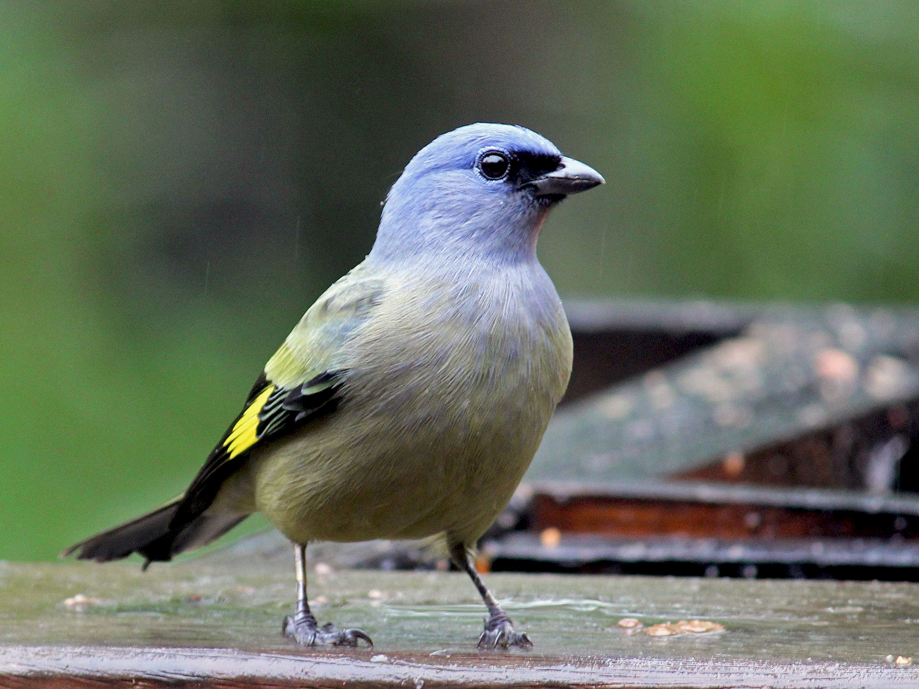 Yellow-winged Tanager - eBird