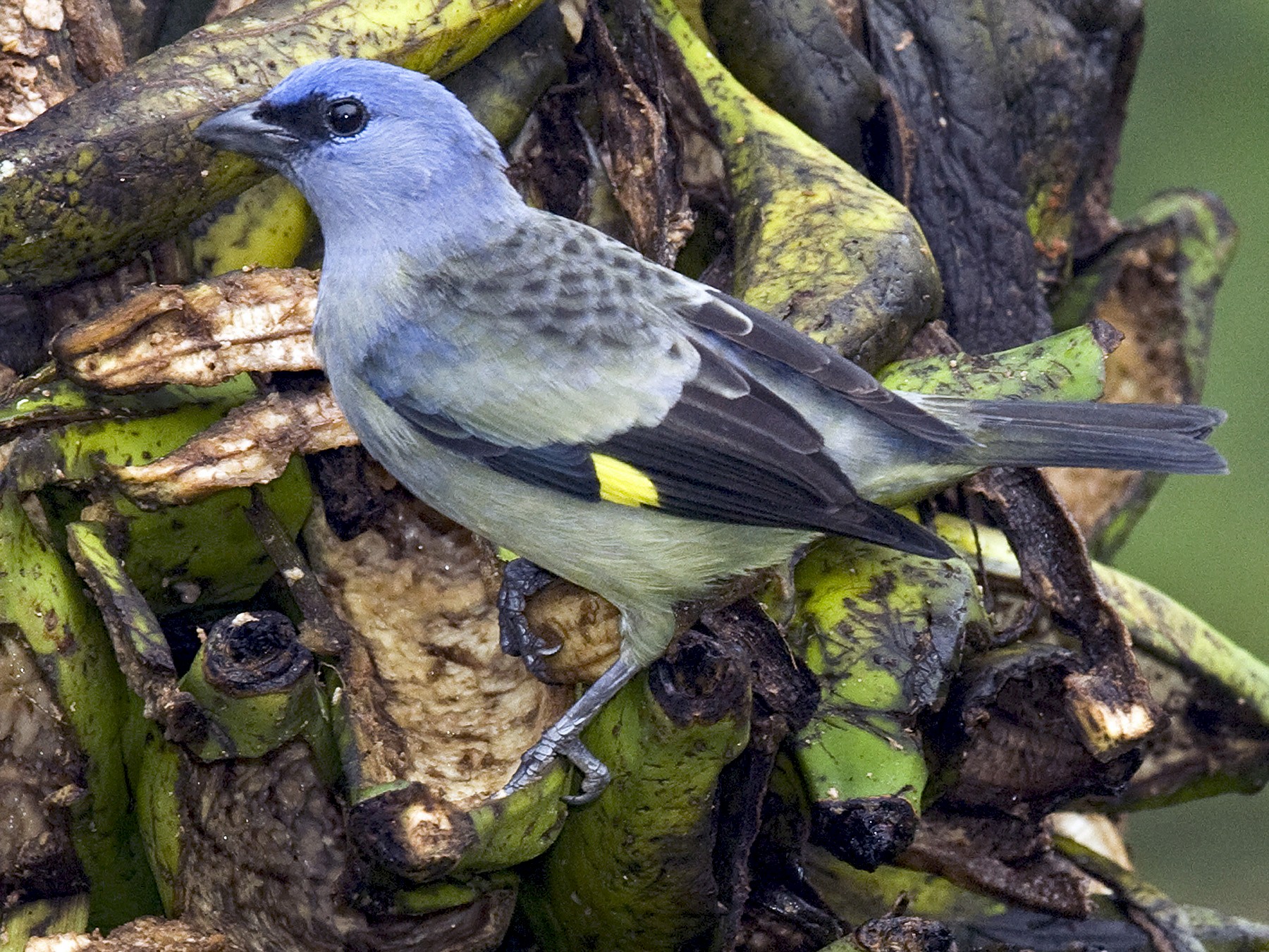 Yellow-winged Tanager - eBird