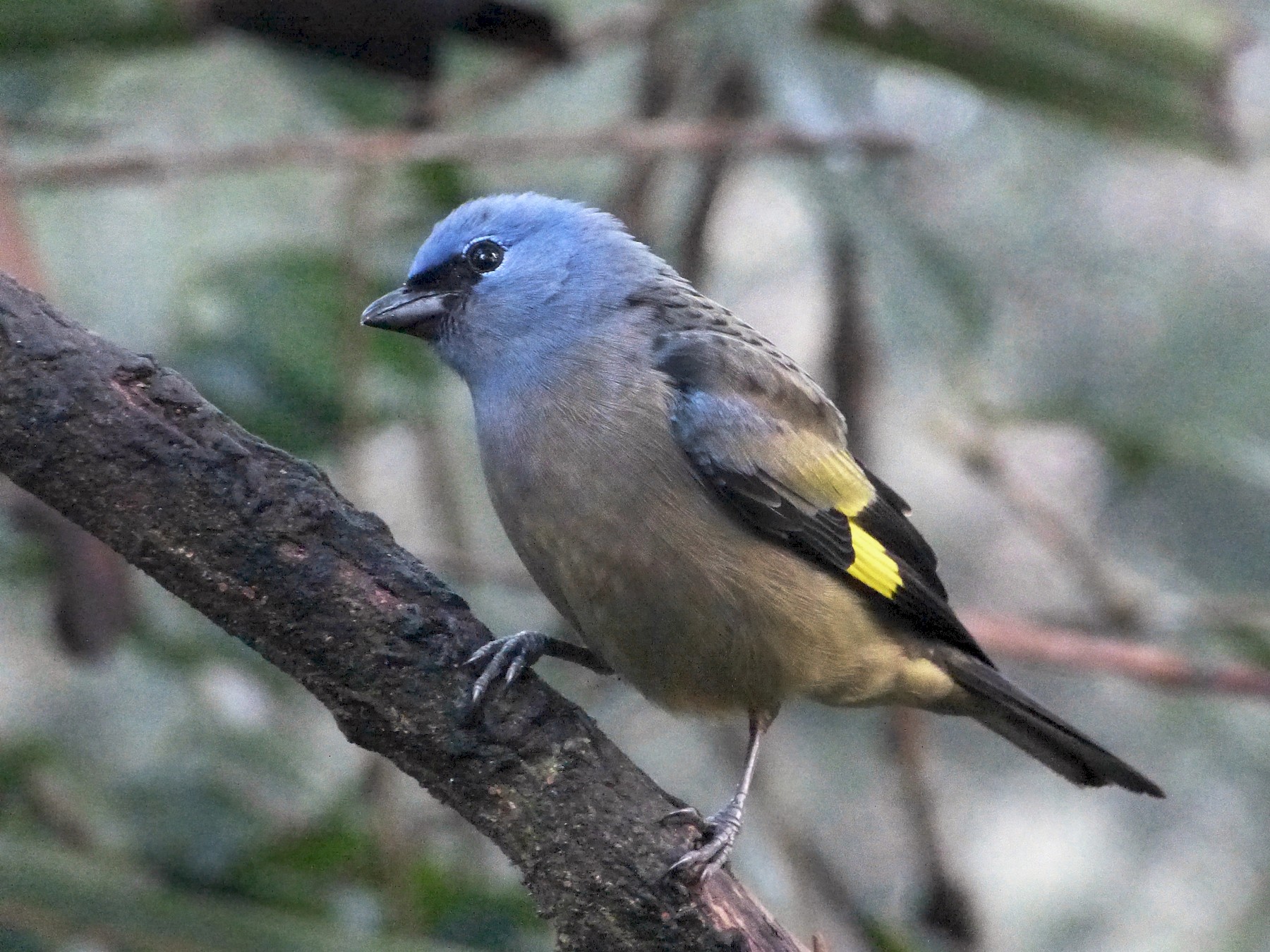 Yellow-winged Tanager - eBird